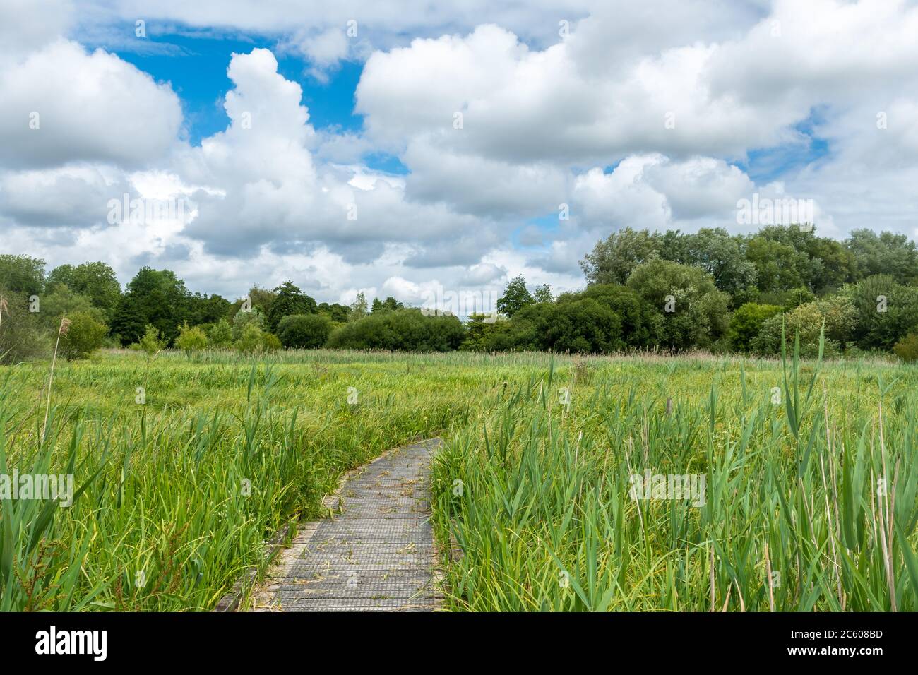 View of Winnall Moors Nature Reserve and boardwalk during summer ...