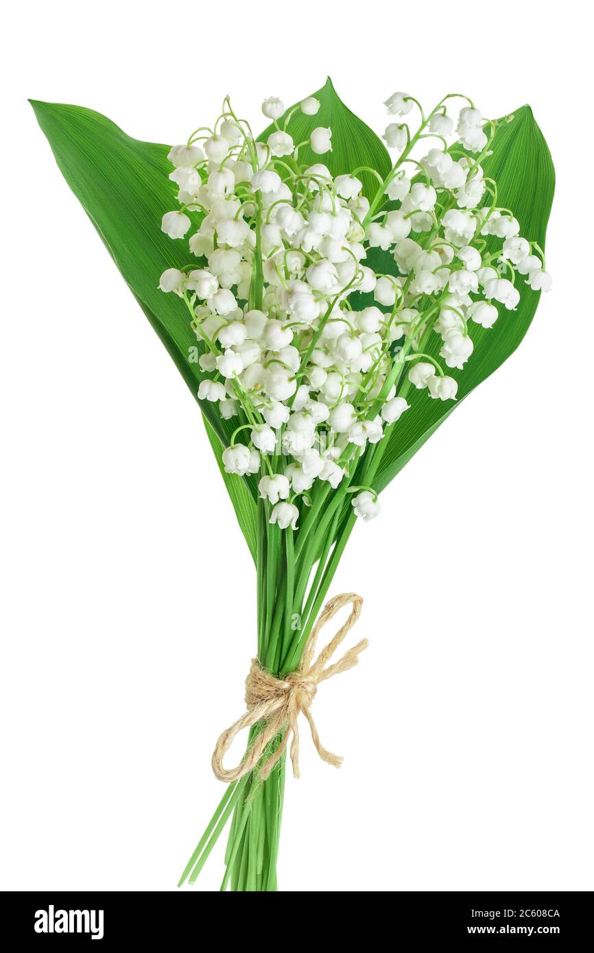 Lilly of the valley flowers isolated on white background with clipping path and full depth of ...