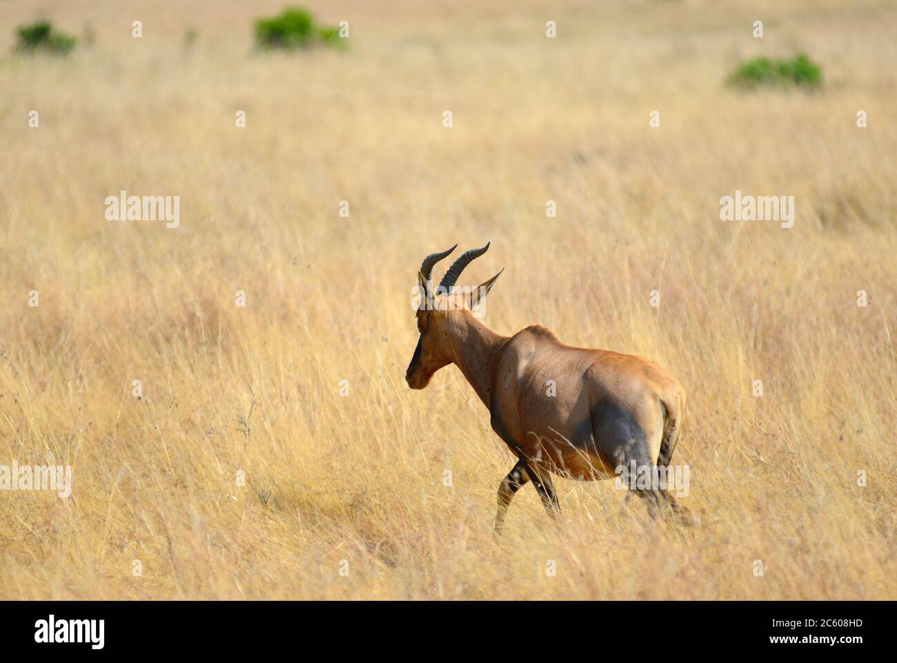 Antelope Topi in the savannah of Masai Mara national park, Kenya Stock ...