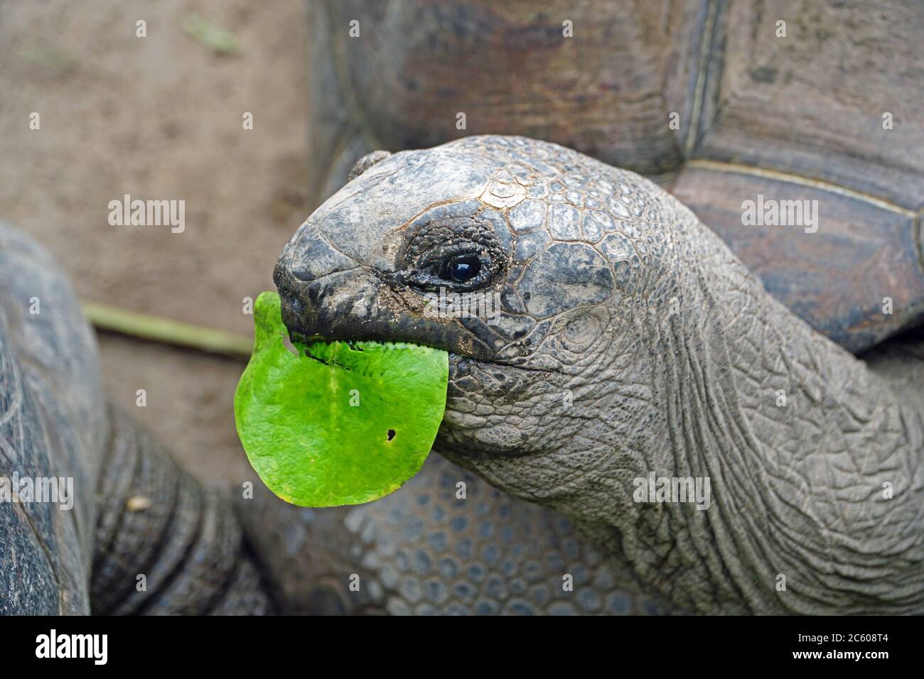 Giant tortoise eating a leaf Stock Photo - Alamy