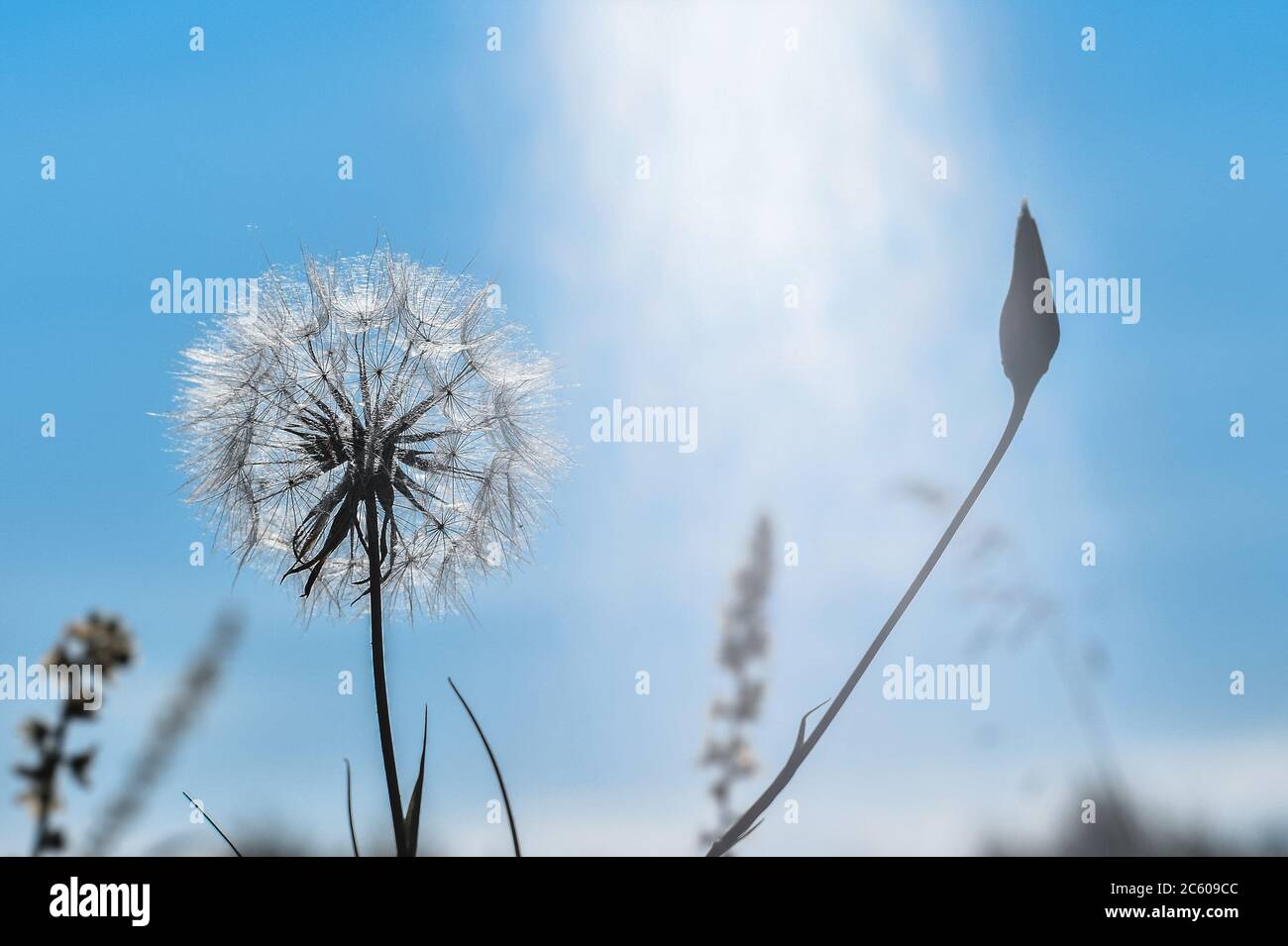 Big salsify hi-res stock photography and images - Alamy