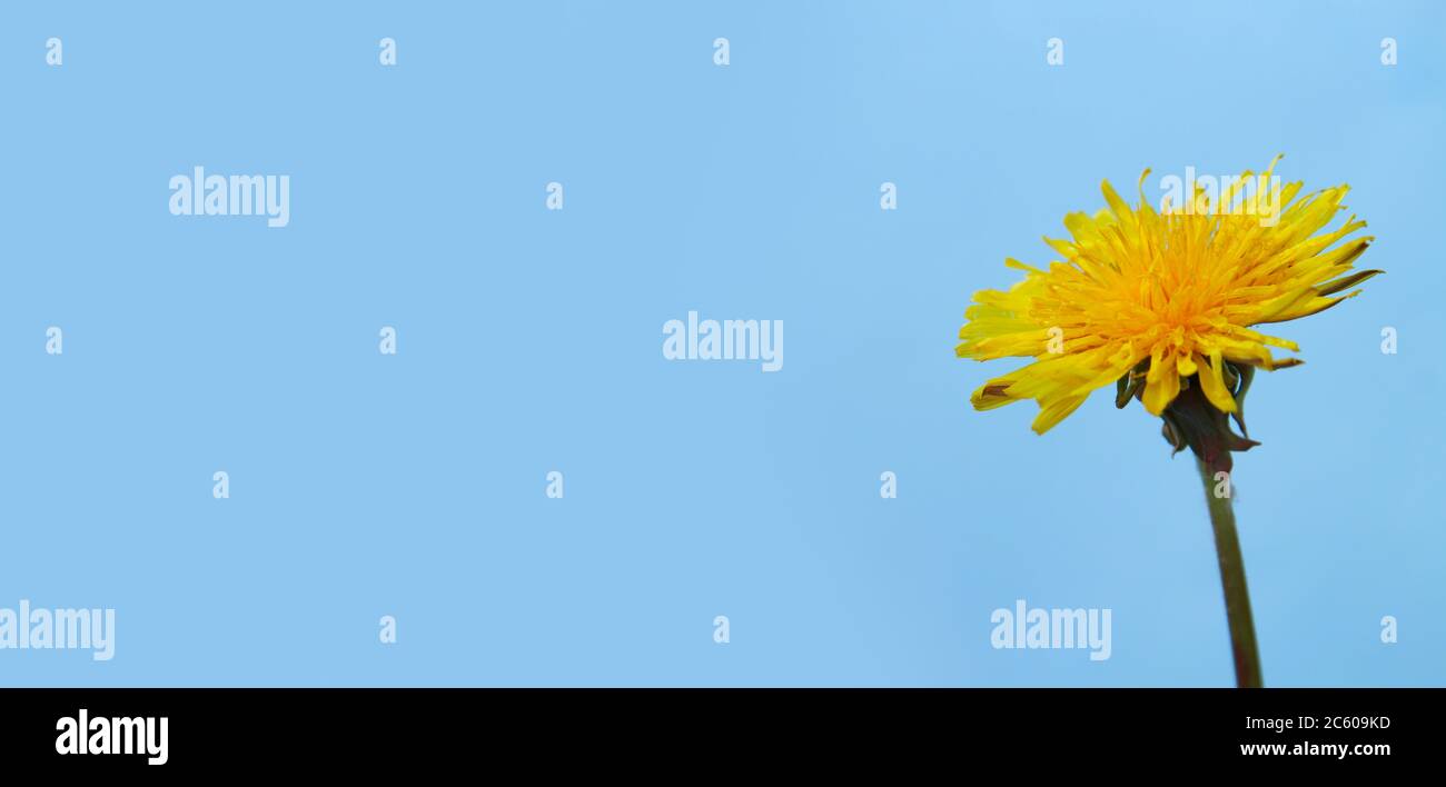 One yellow dandelion on a blue background with horizontal orientation ...