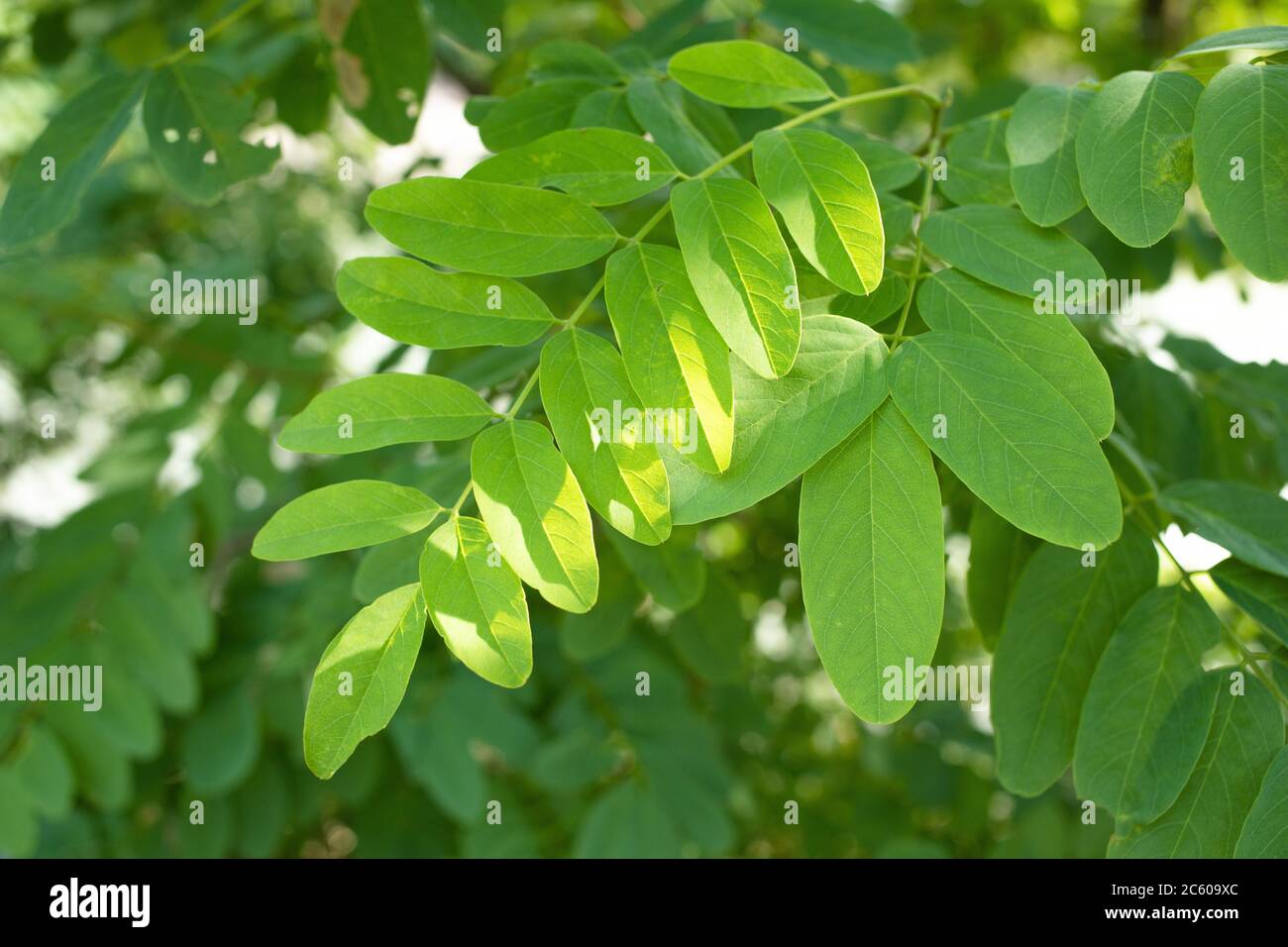 Leaves fill space hi-res stock photography and images - Alamy