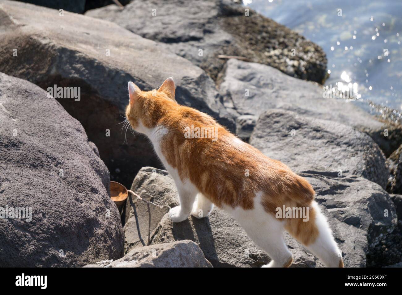 calico bobtail cat finding food Stock Photo - Alamy