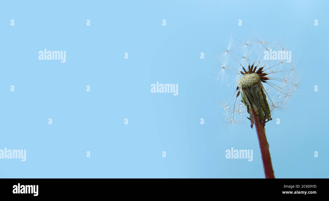 One white dandelion with water drops on a blue background with ...