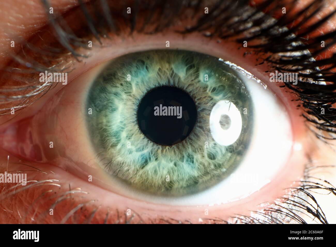 Human eye with natural eyelash looking straight Stock Photo - Alamy