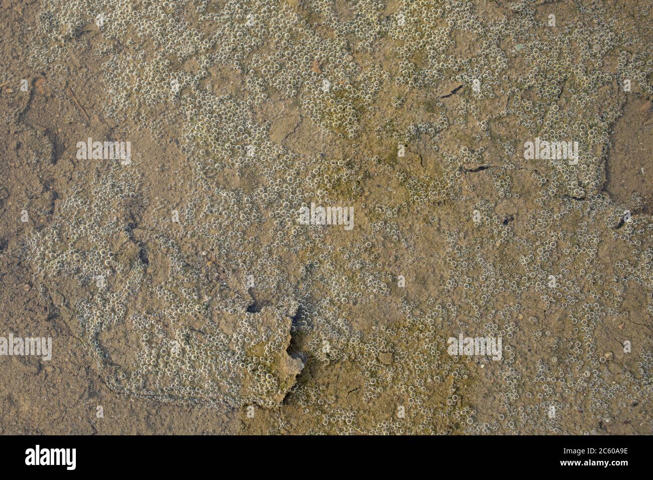 Shallow water and small drops and bubbles Stock Photo - Alamy