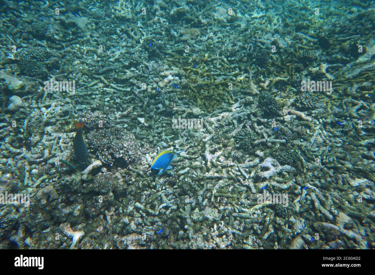 Parrotfish eating hi-res stock photography and images - Alamy