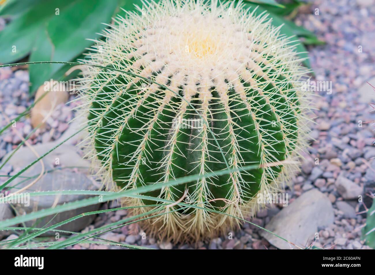 Stone shaped cactus hi-res stock photography and images - Alamy