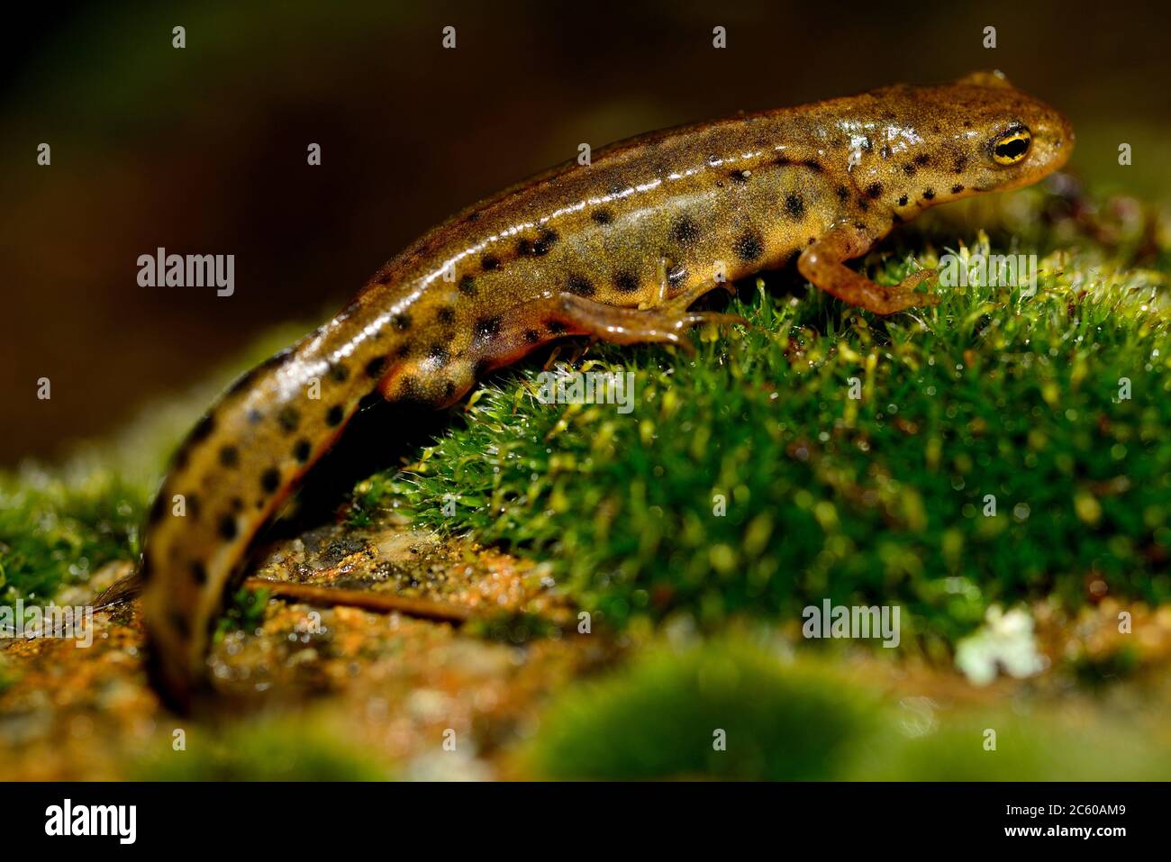 Bosca Newt High Resolution Stock Photography and Images - Alamy