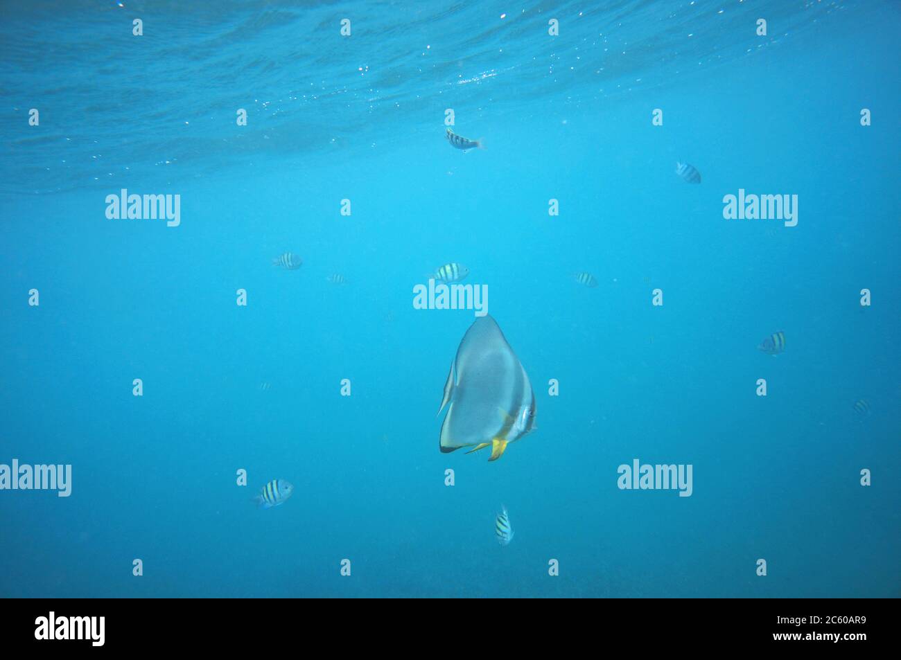 Batfish in the ocean with Seargent Major fishes Stock Photo - Alamy