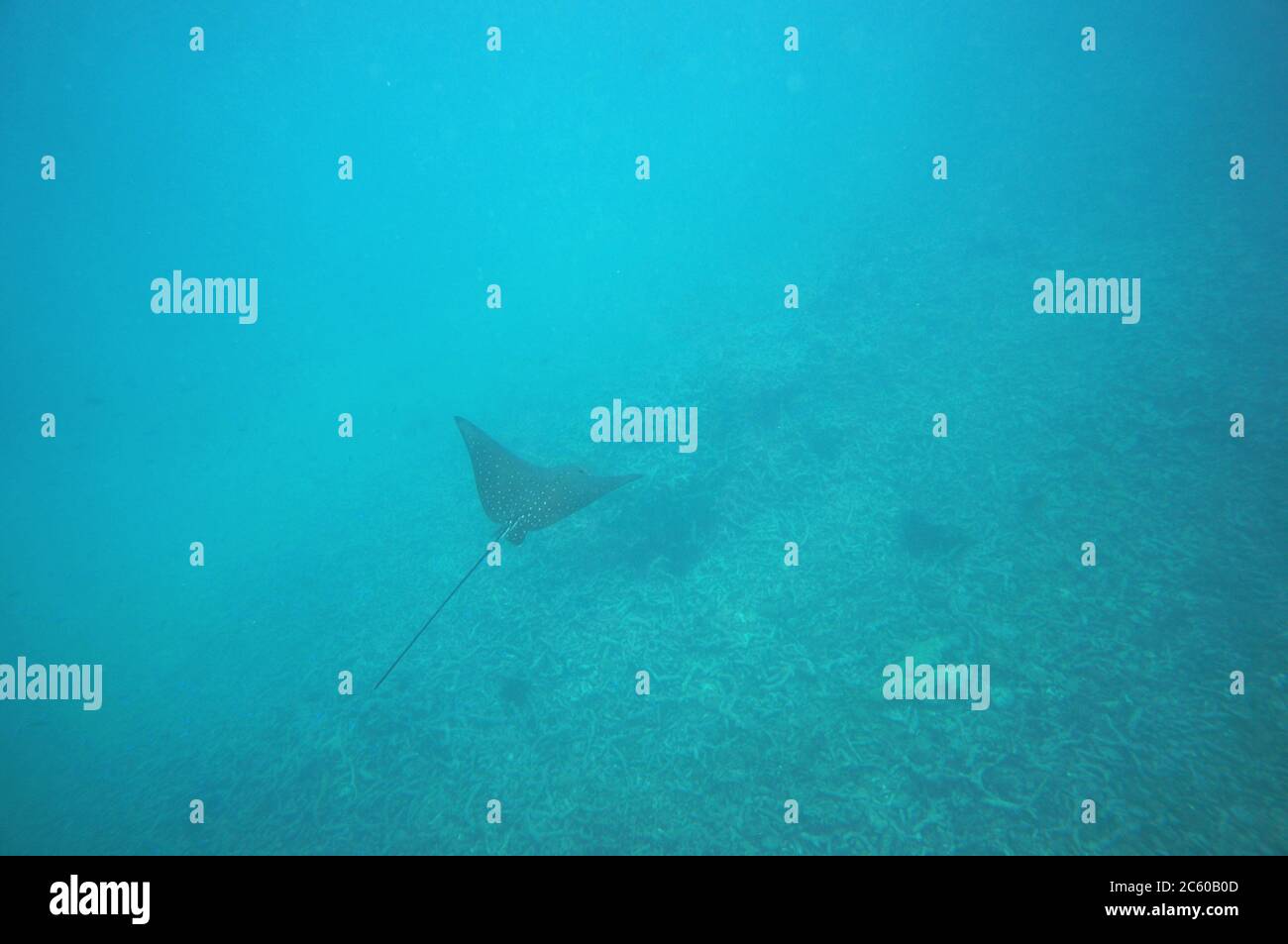 Manta Ray flying over the reef Stock Photo - Alamy