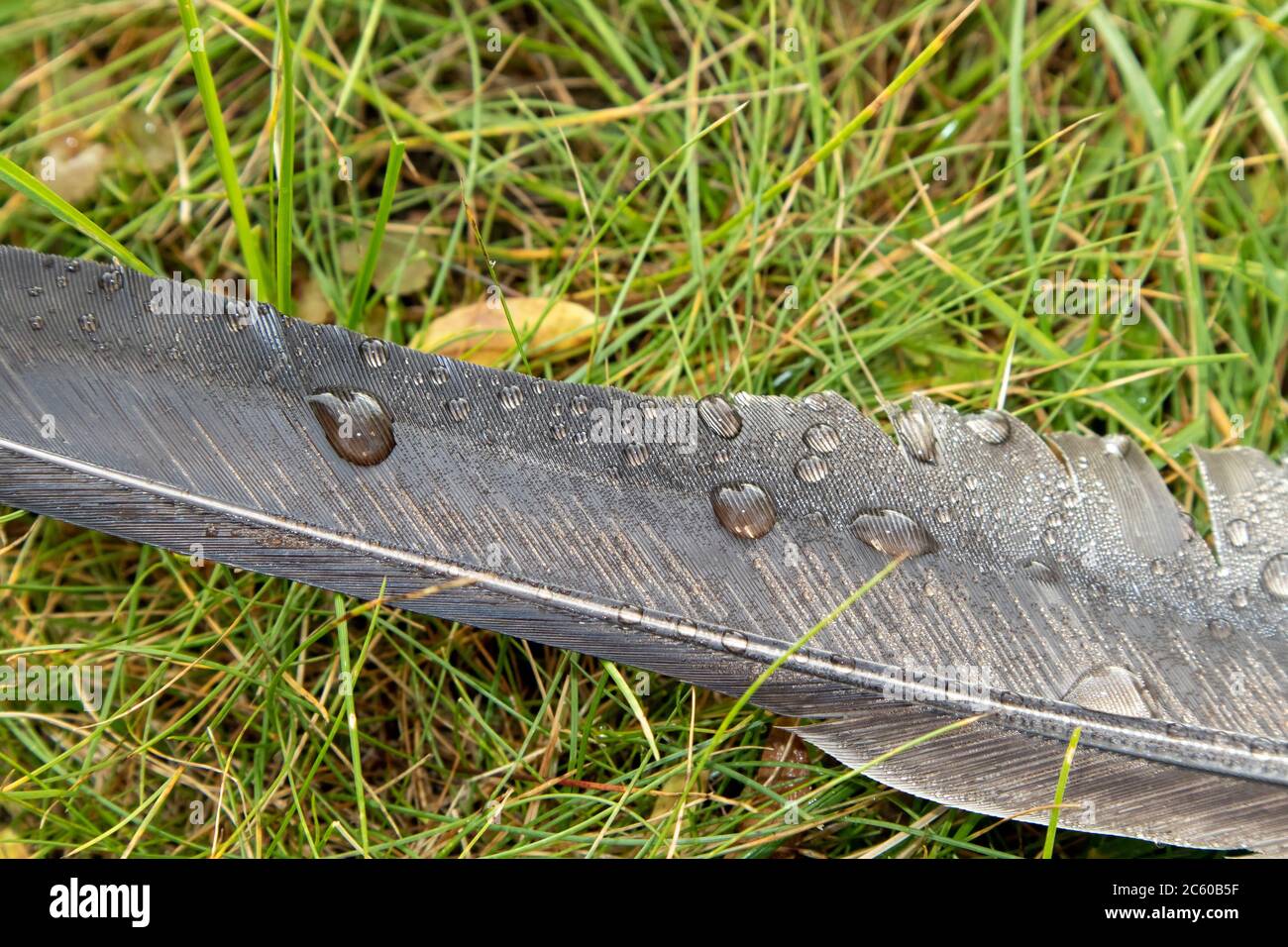 feather with water drops on lawn Stock Photo - Alamy