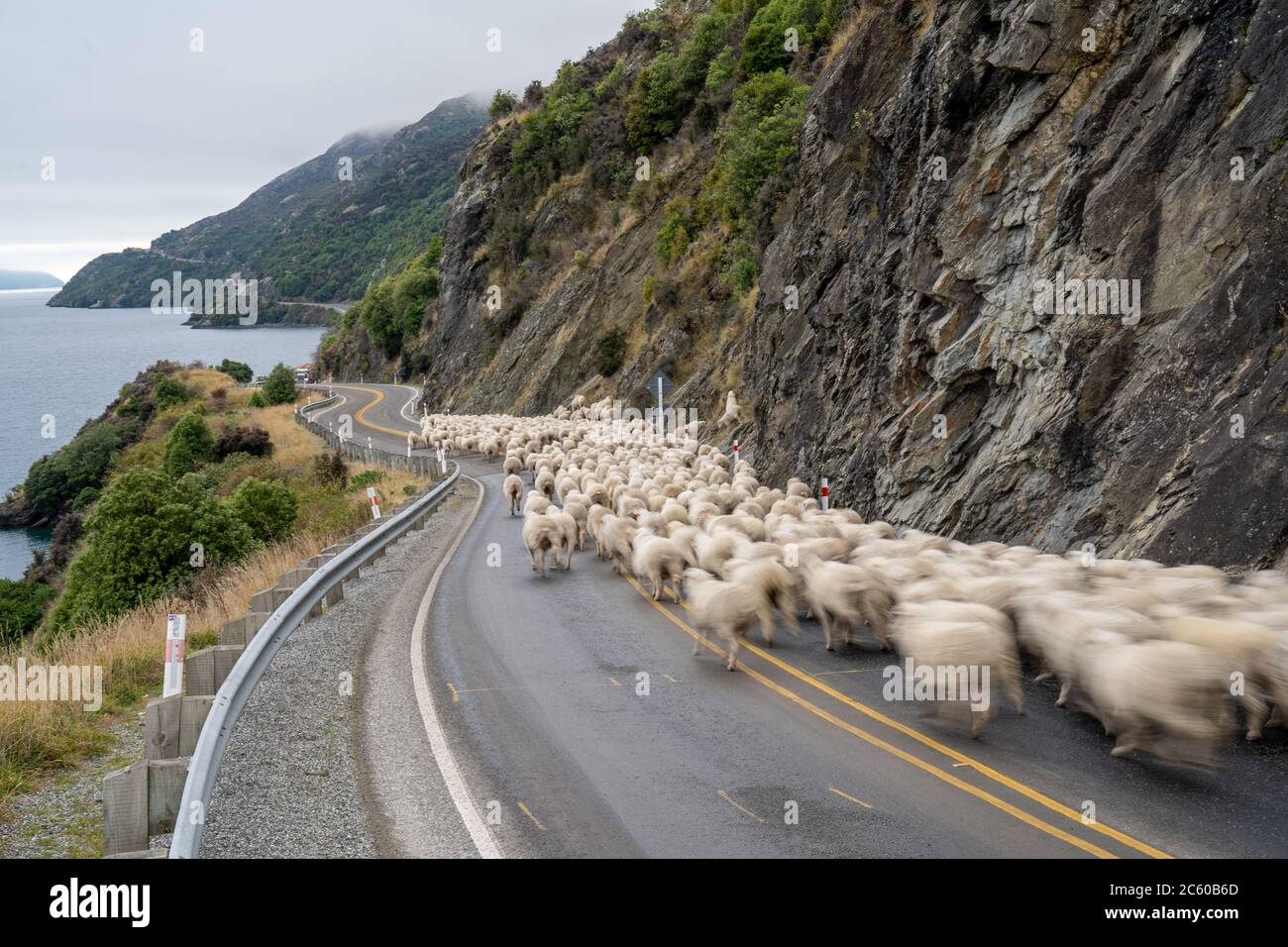 Sheep walking down road hi-res stock photography and images - Alamy
