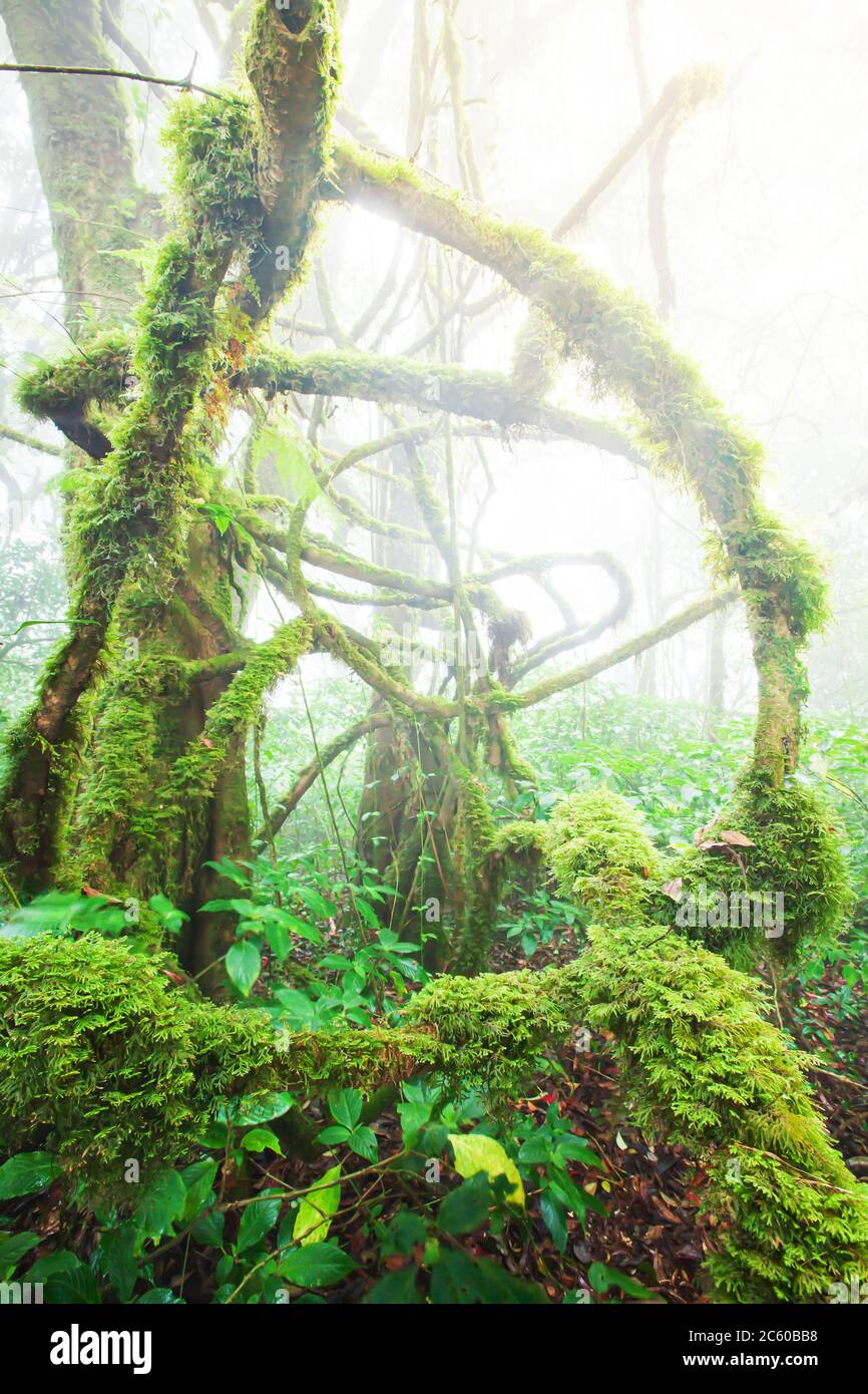 Myanmar environment hi-res stock photography and images - Alamy