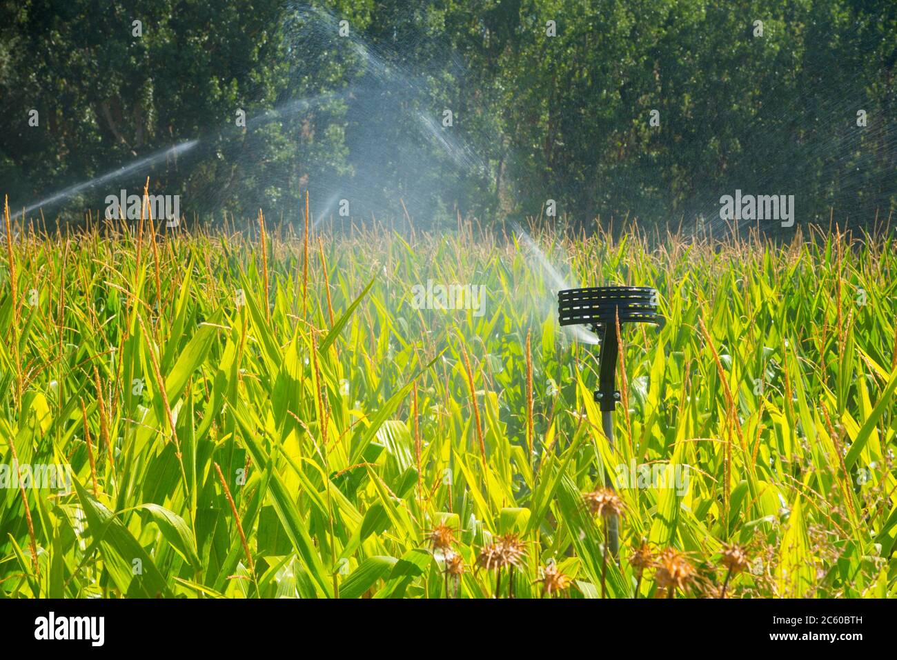 Watering cornfield hi-res stock photography and images - Alamy