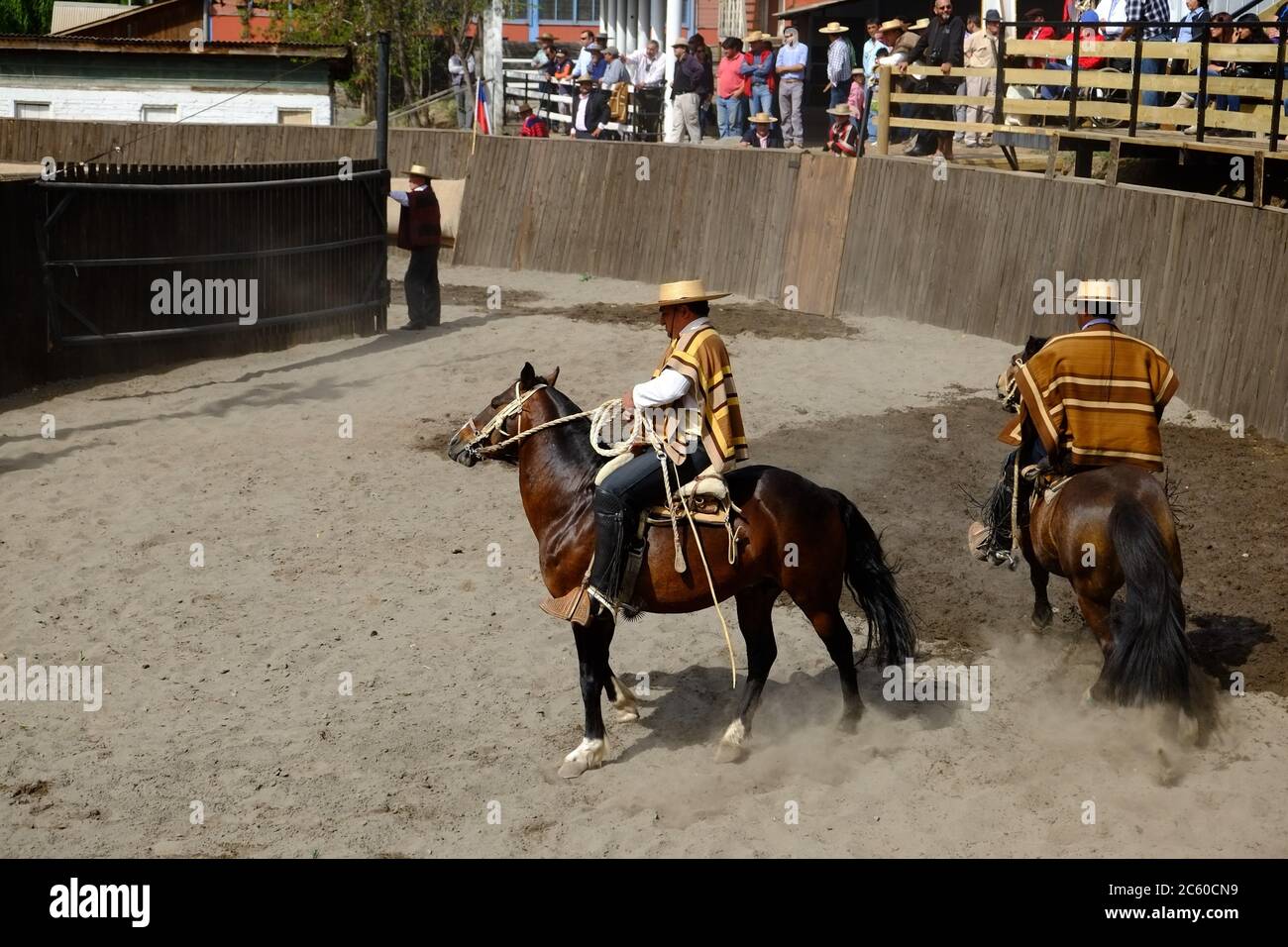 Human cow costume hi-res stock photography and images - Alamy