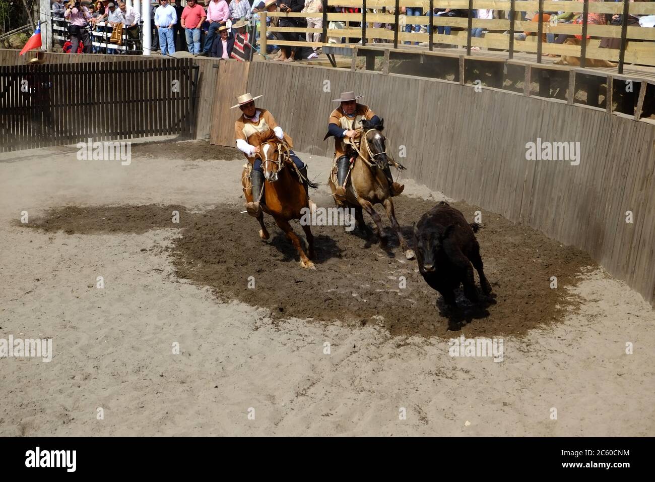 Cow costume competition hi-res stock photography and images - Alamy