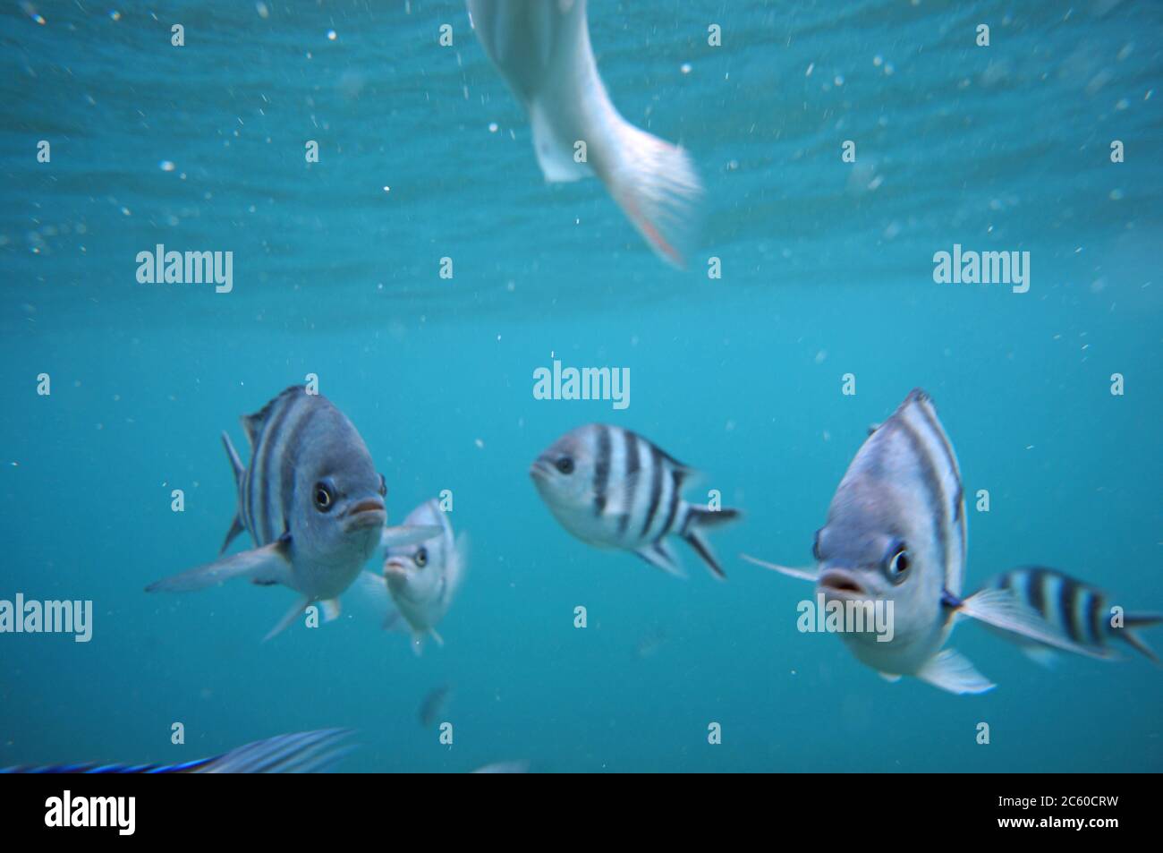 Swarm of Seargen Major fish staring into the camera Stock Photo - Alamy