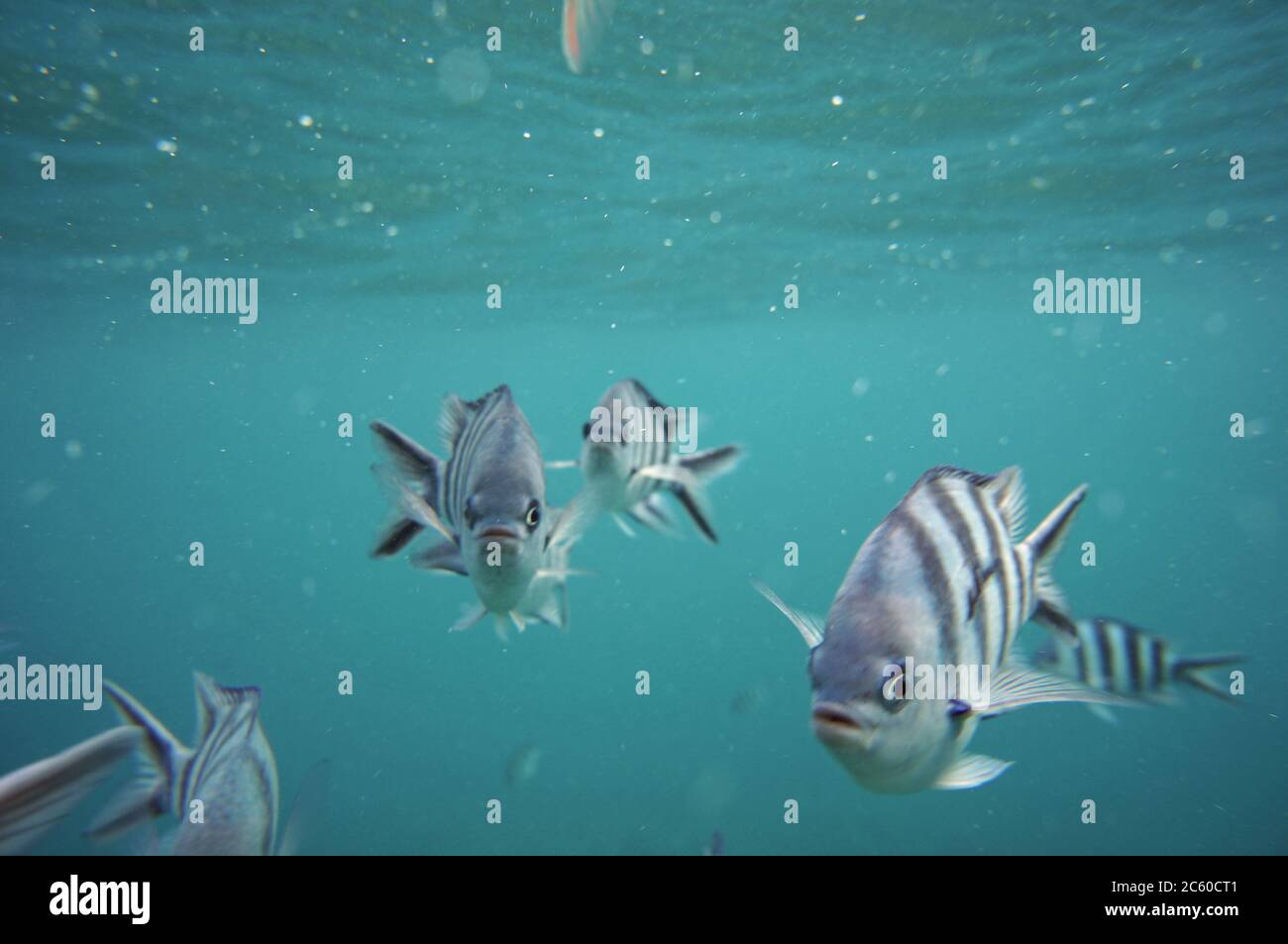 Seargentfish hi-res stock photography and images - Alamy
