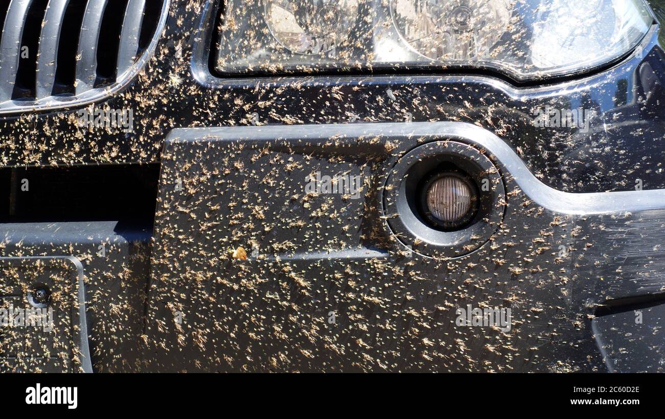Insects on car windscreen hi-res stock photography and images - Alamy