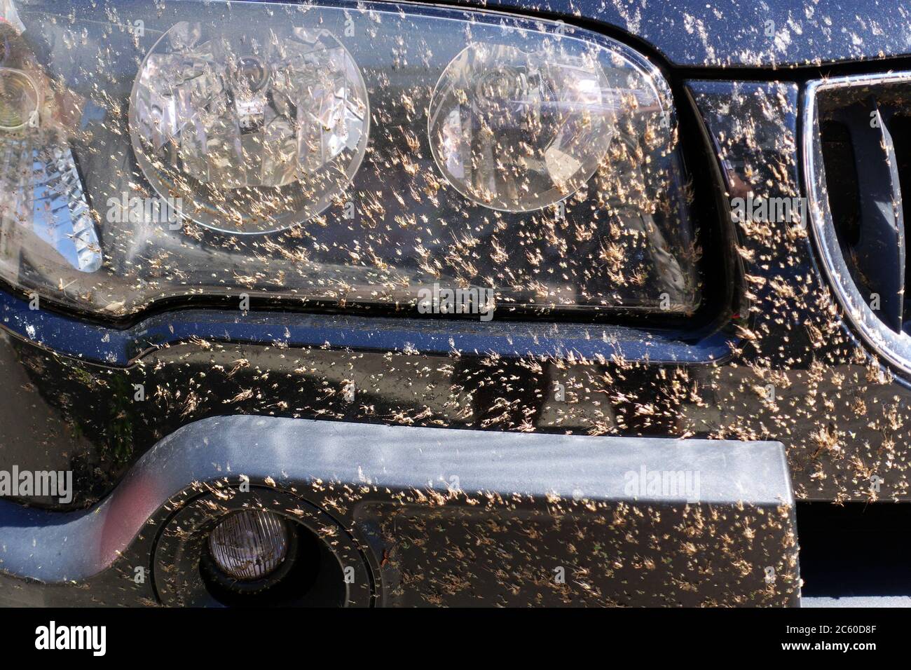 Dead flies on car hi-res stock photography and images - Alamy