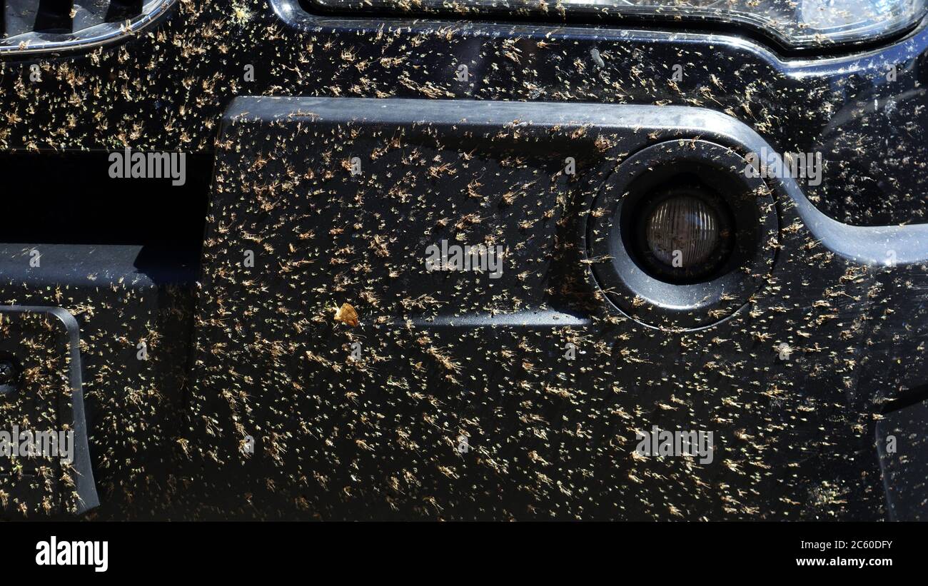 Insects on car windscreen hi-res stock photography and images - Alamy