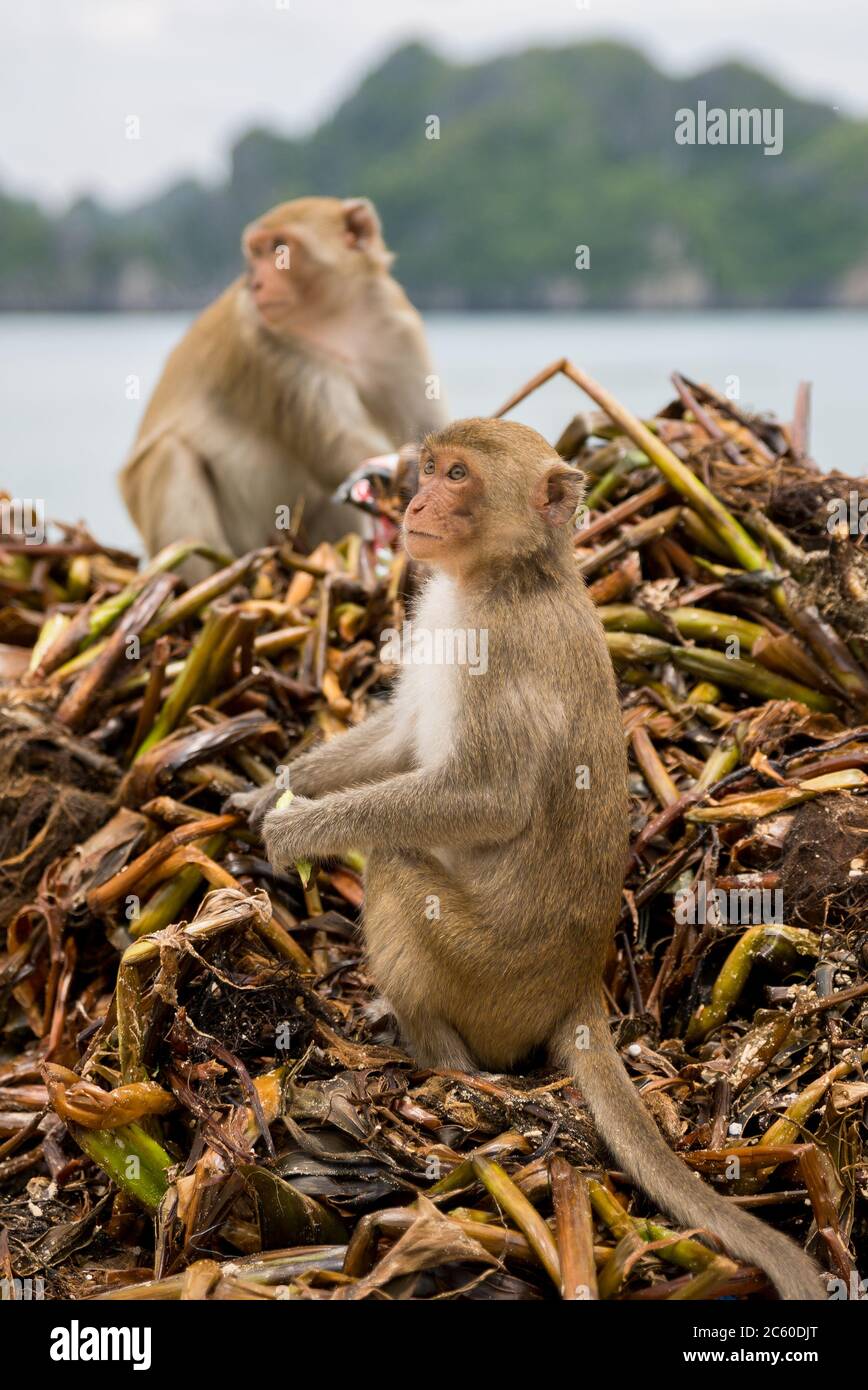 Detailed monkey hi-res stock photography and images - Alamy