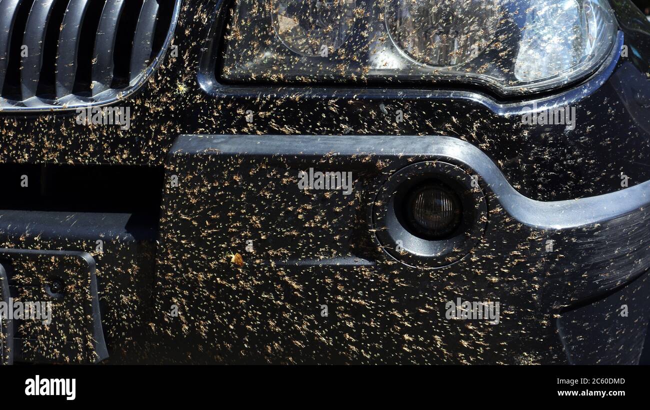 Bug bugs insect insects mosquitoes hi-res stock photography and images ...