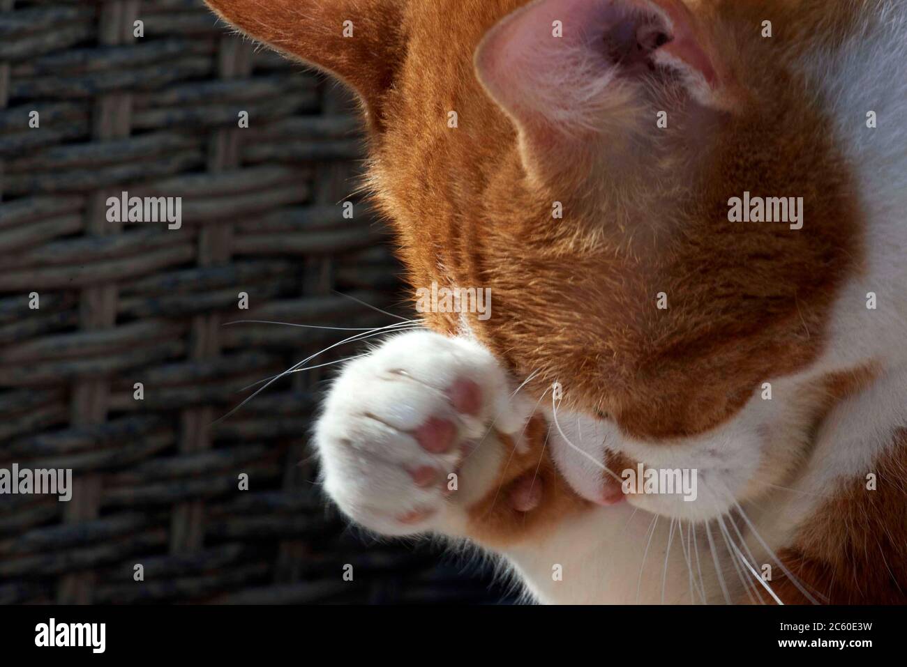 Ginger and white cat washing its face, UK Stock Photo - Alamy