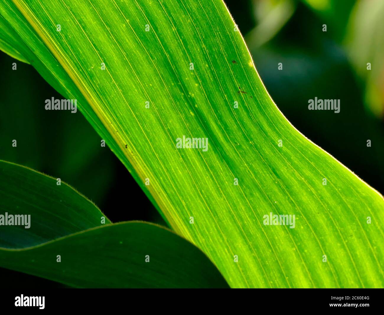 corn leaf in backlit on an acre Stock Photo - Alamy