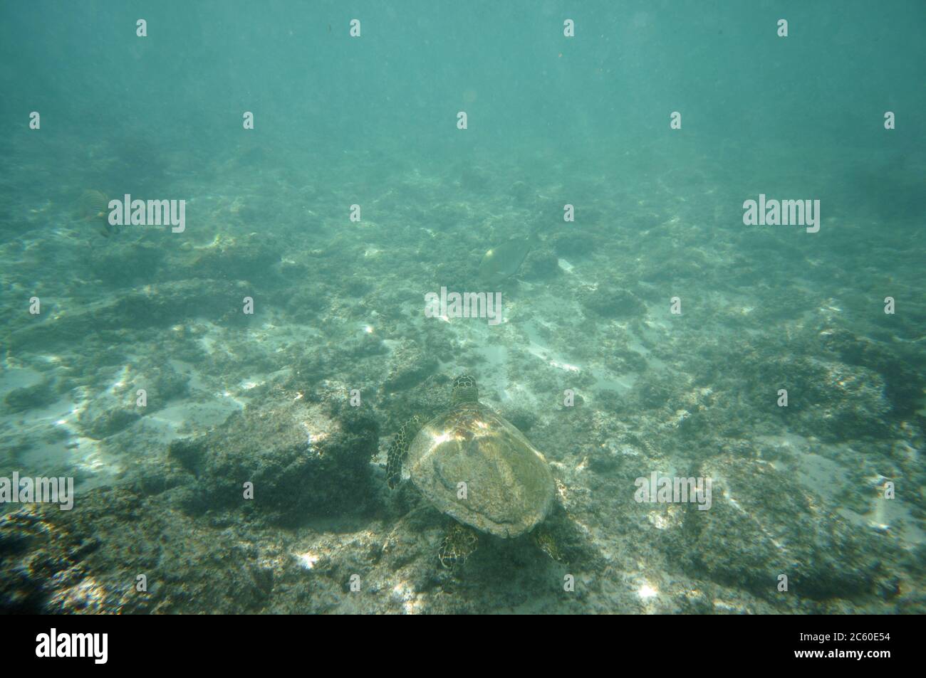 Hawksbill sea turtle seychelles hi-res stock photography and images - Alamy