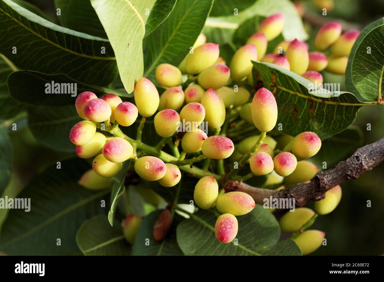 Pistachio tree bronte hi-res stock photography and images - Alamy