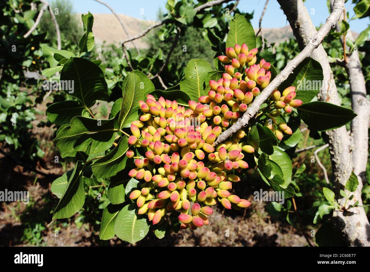 Pistachio tree bronte hi-res stock photography and images - Alamy