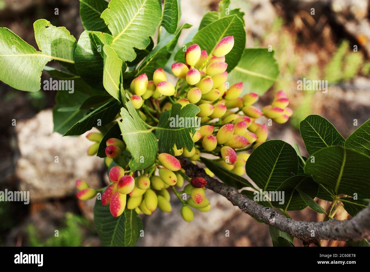 Pistachio of bronte hi-res stock photography and images - Alamy
