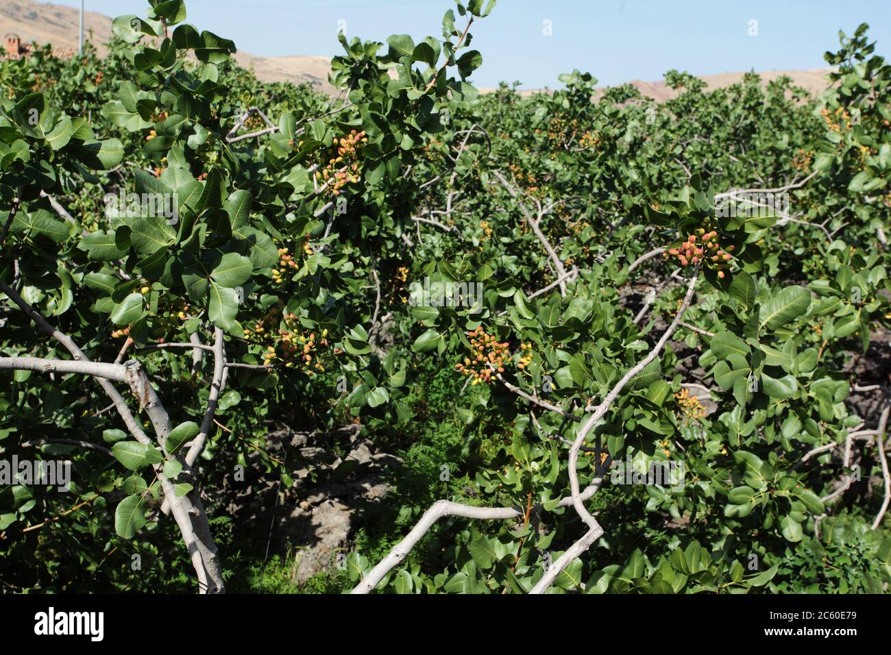 Pistachio tree bronte hi-res stock photography and images - Alamy