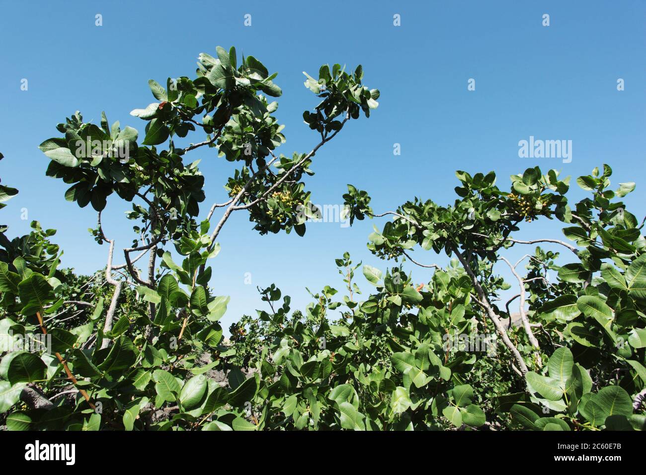 Pistachio tree bronte hi-res stock photography and images - Alamy