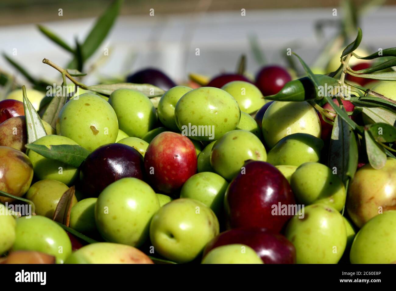 Green and black olives in a mill ready to be squeezed. Sicily Stock ...
