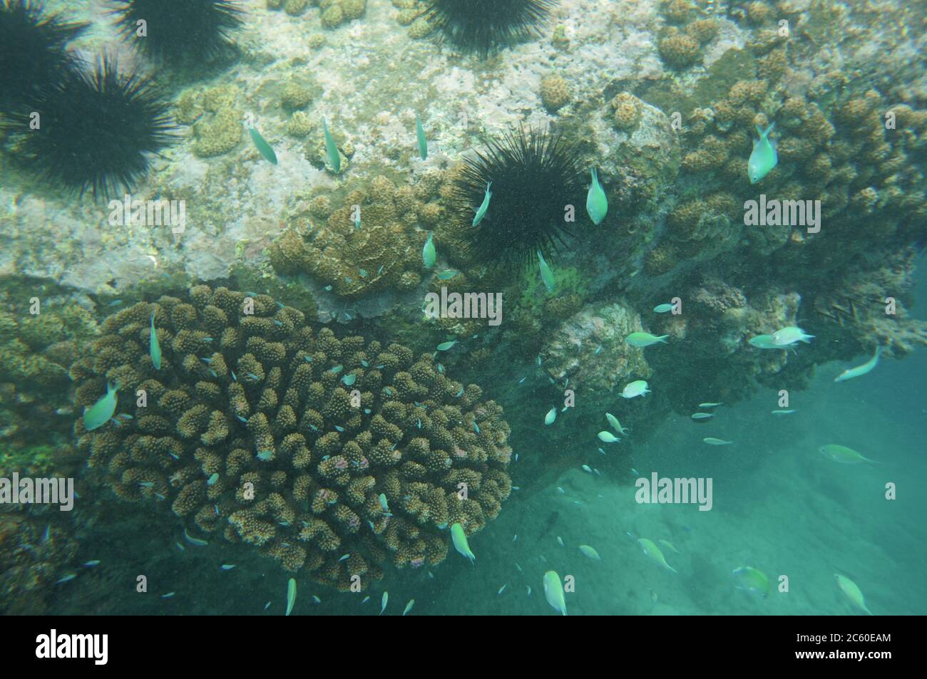 Reef life around Seychelles Granite Rocks Stock Photo - Alamy