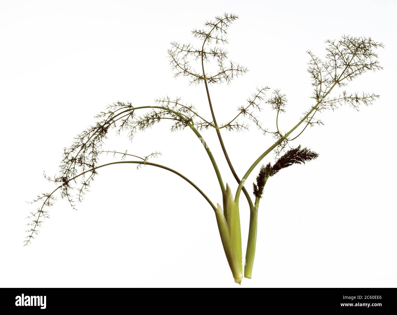 Finocchietto hi-res stock photography and images - Alamy