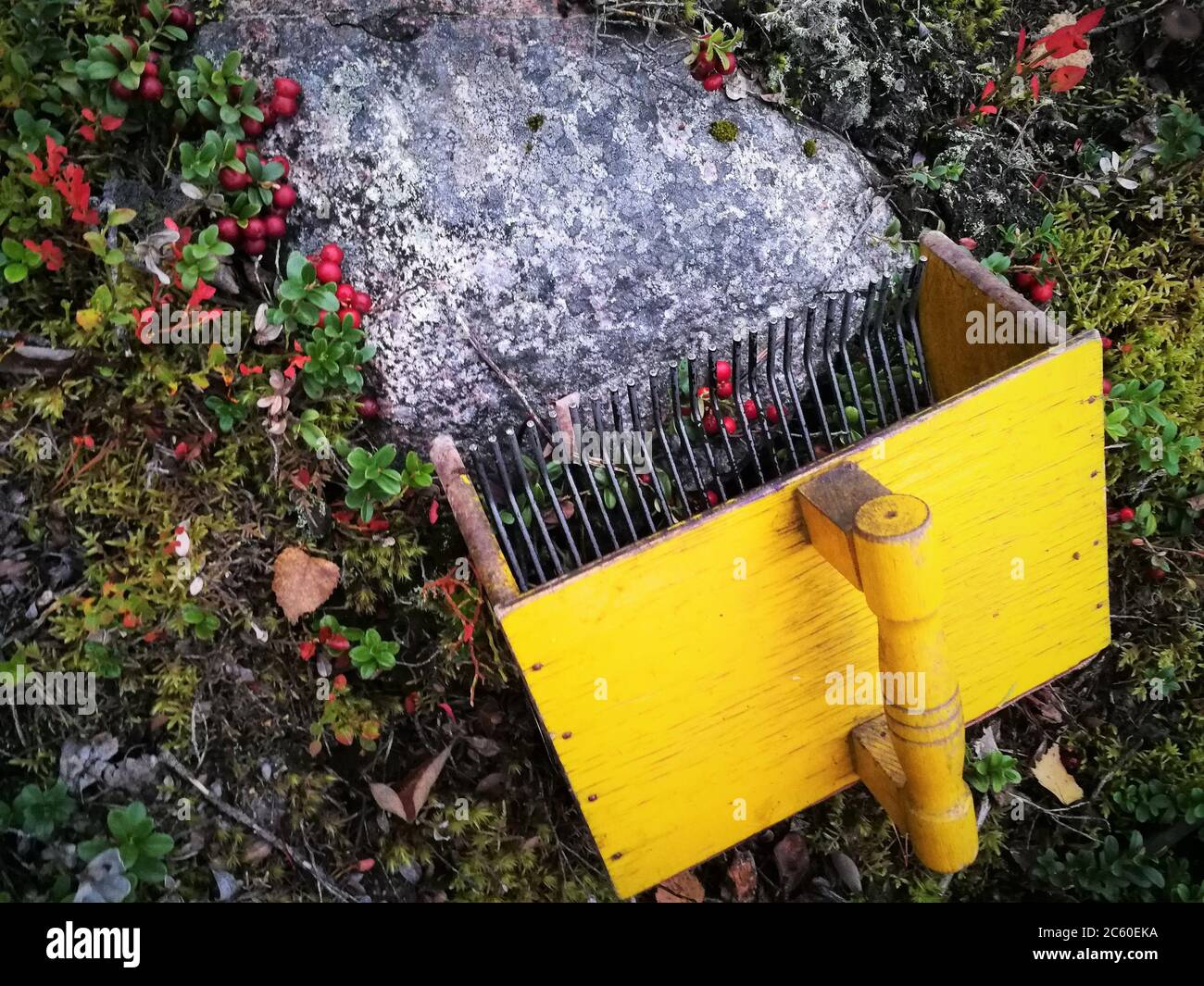 Swedish berries hi-res stock photography and images - Alamy