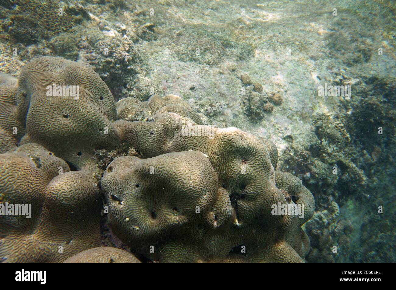 Tropical labyrinth hi-res stock photography and images - Alamy