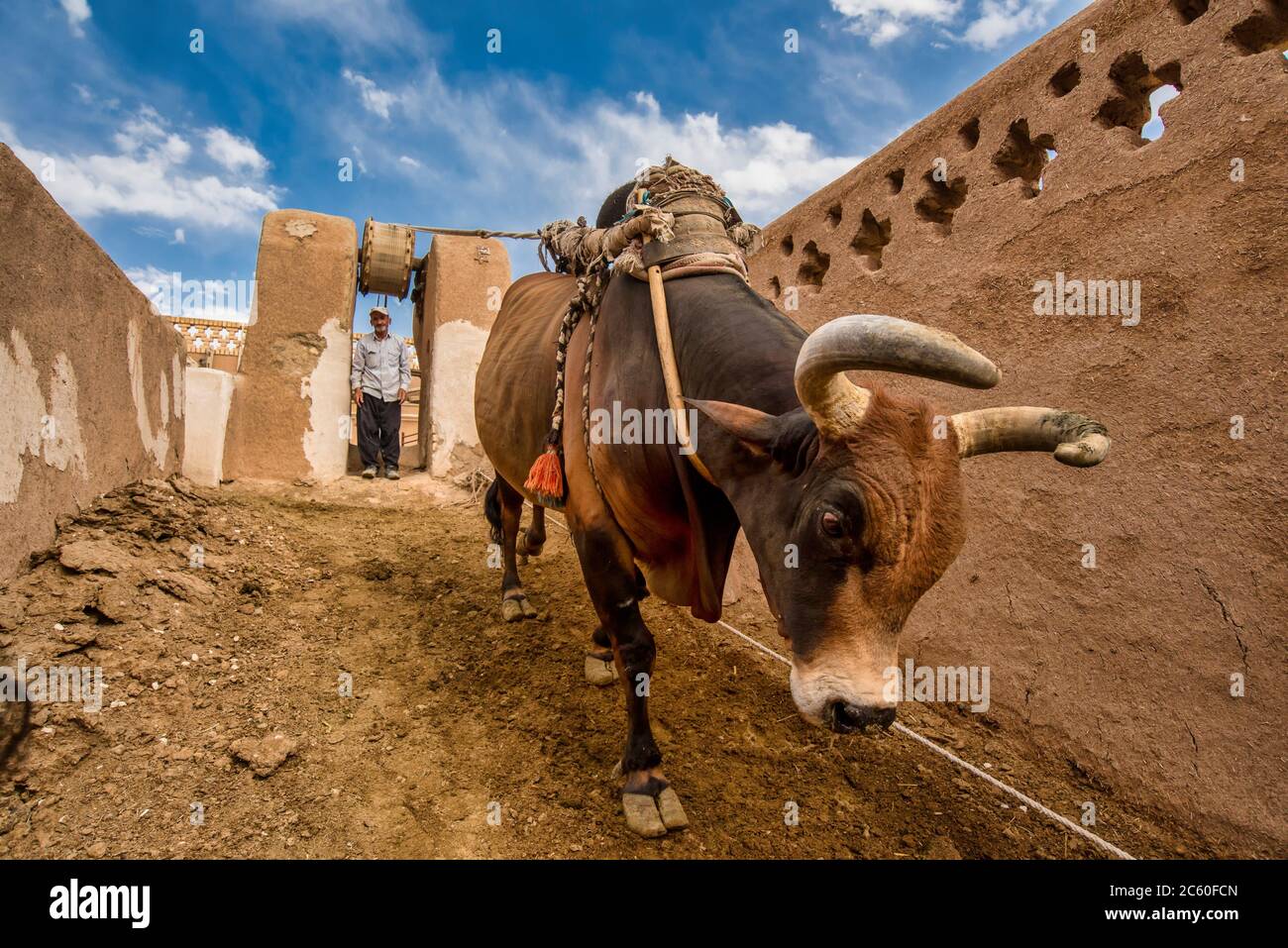Ox draw hi-res stock photography and images - Alamy