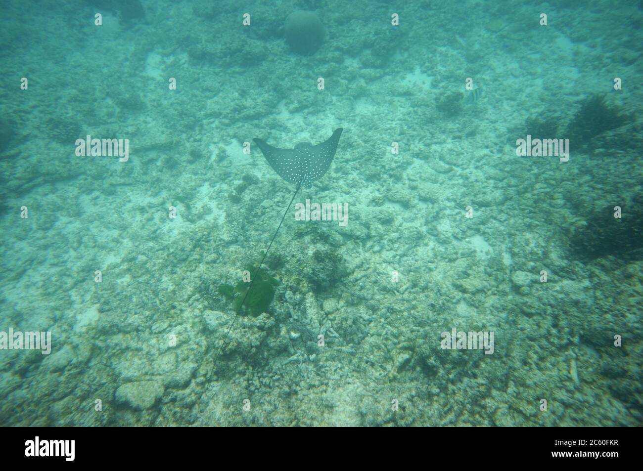 Eagle ray on the reef bottom Stock Photo - Alamy