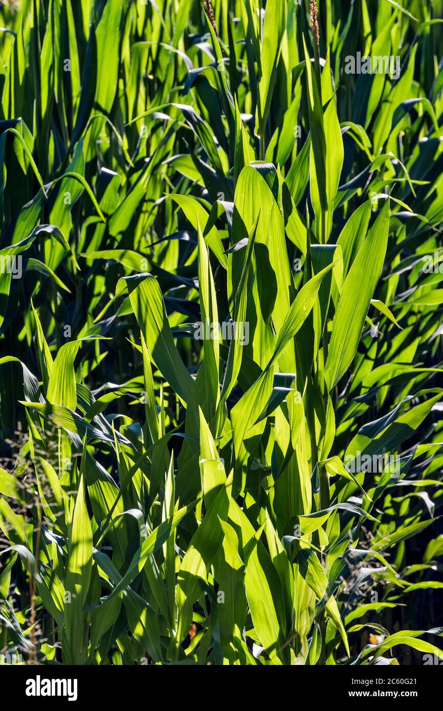 Corn (Zea mays Stock Photo - Alamy