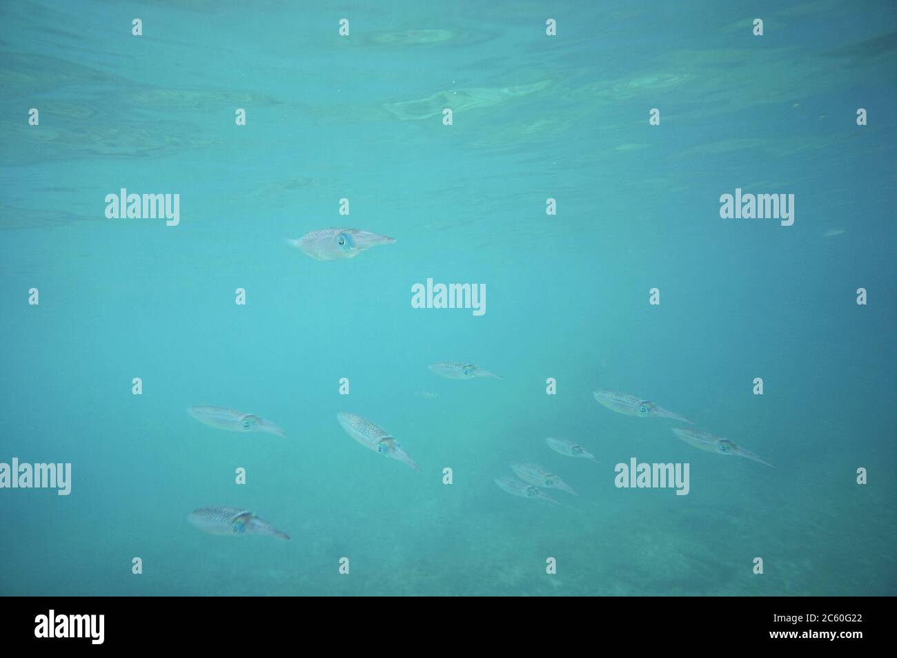 Swarm of small squids Stock Photo - Alamy