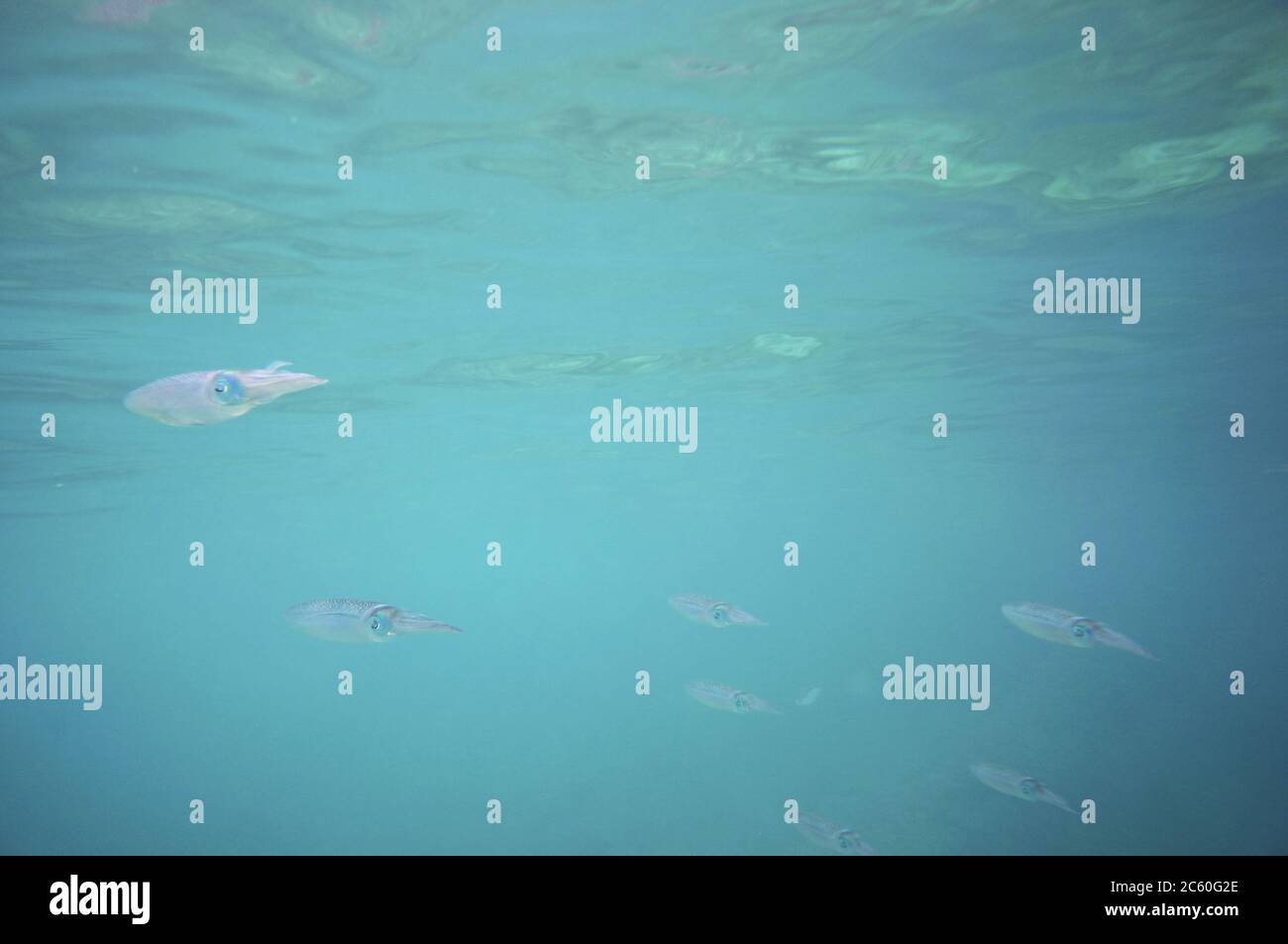 Reef squids hi-res stock photography and images - Alamy