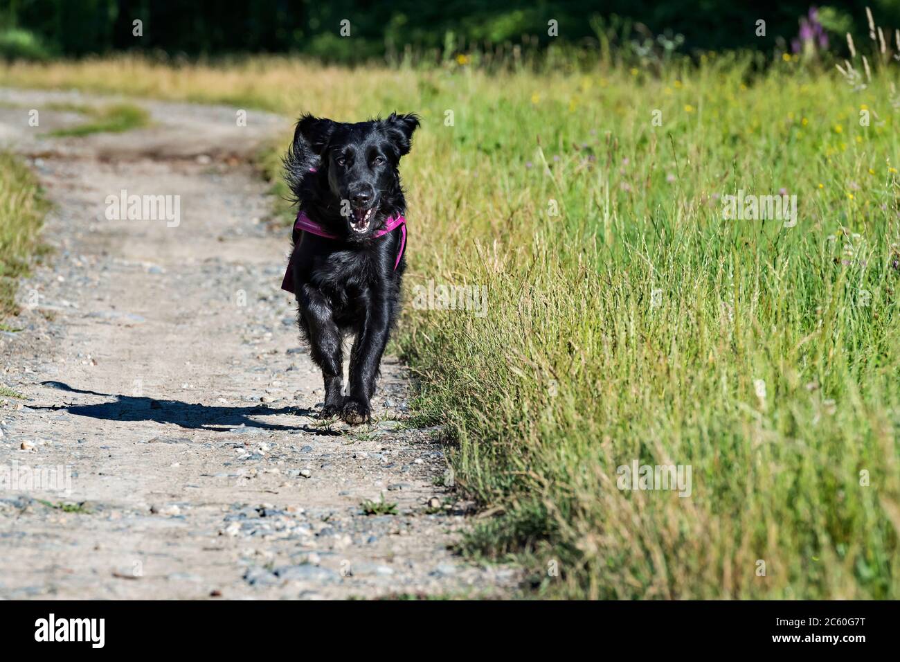 Running dog hi-res stock photography and images - Alamy