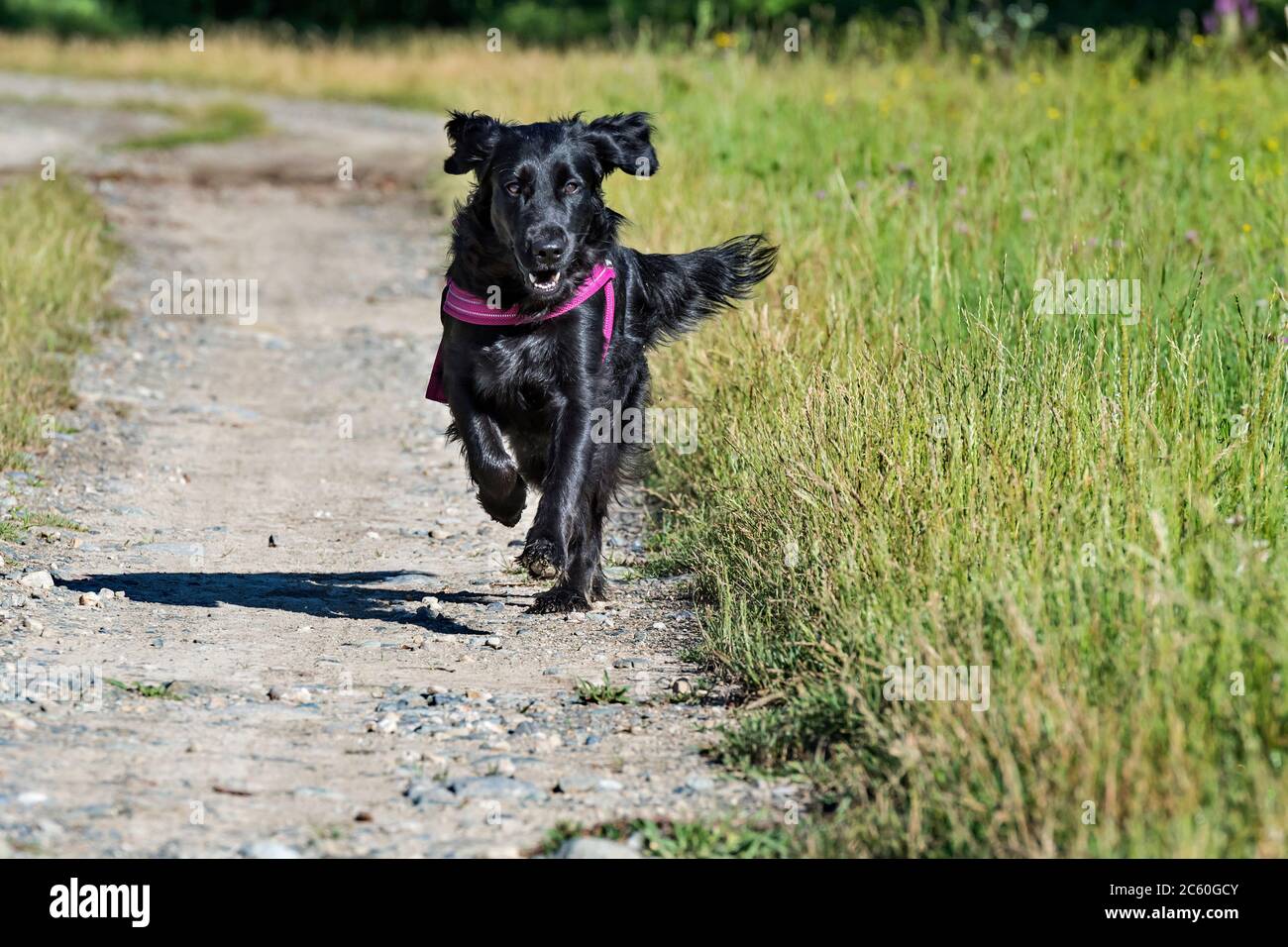 Roads and animals hi-res stock photography and images - Alamy