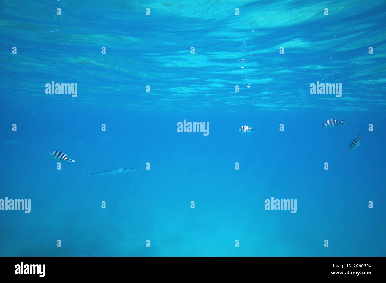 Houndfish hi-res stock photography and images - Alamy